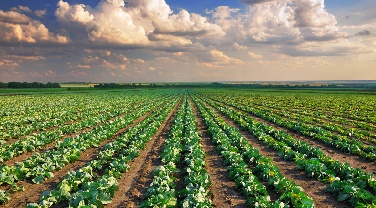 Tops 5 des agricultrices et agriculteurs - Culture RP